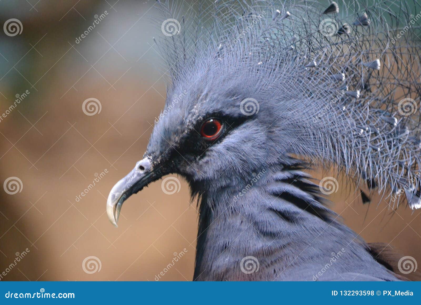 Crane Bird with Crest - Portrait Stock Photo - Image of wildlife, focus ...