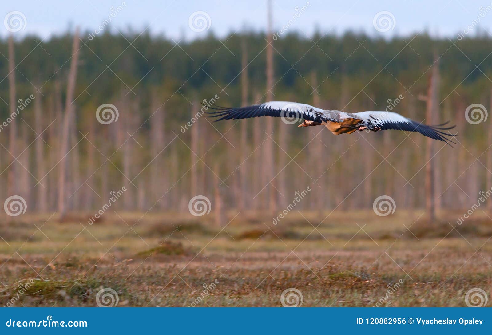 Crane Bird Fly Over the Swamp Stock Photo - Image of swamp, crane ...