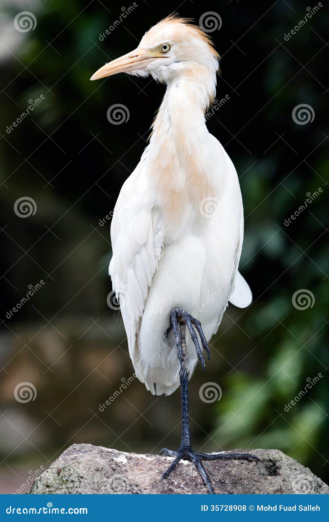 Crane Standing One Foot Stock Photos - Free & Royalty-Free Stock Photos ...
