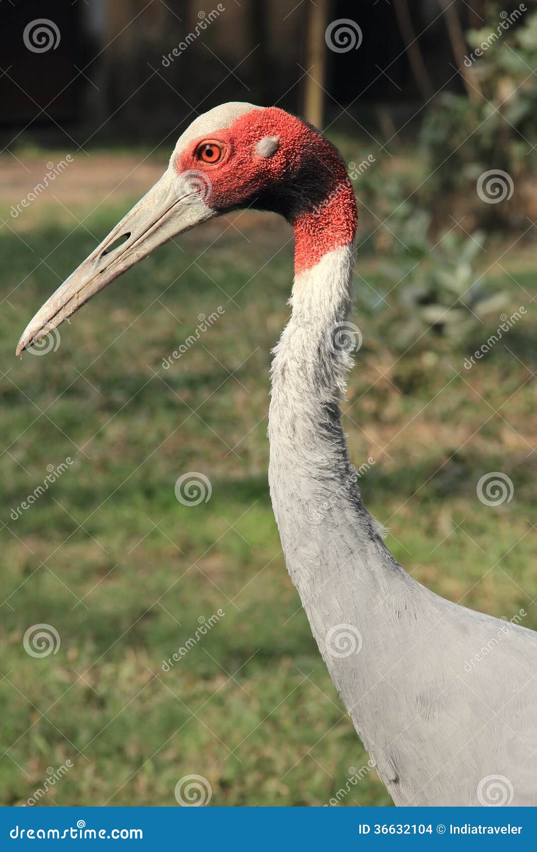 Crane Bird. stock photo. Image of nature, rare, profile - 36632104