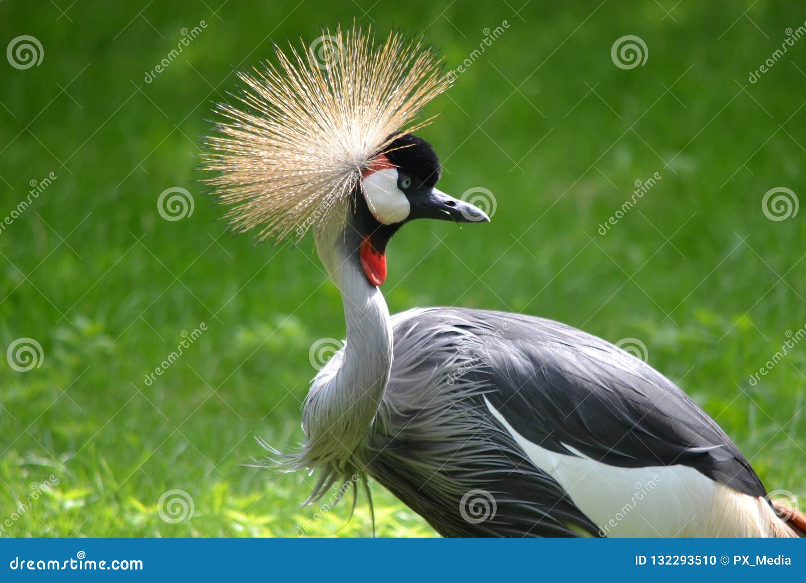Crane Bird Standing on Grass Stock Photo - Image of gray, wildlife ...