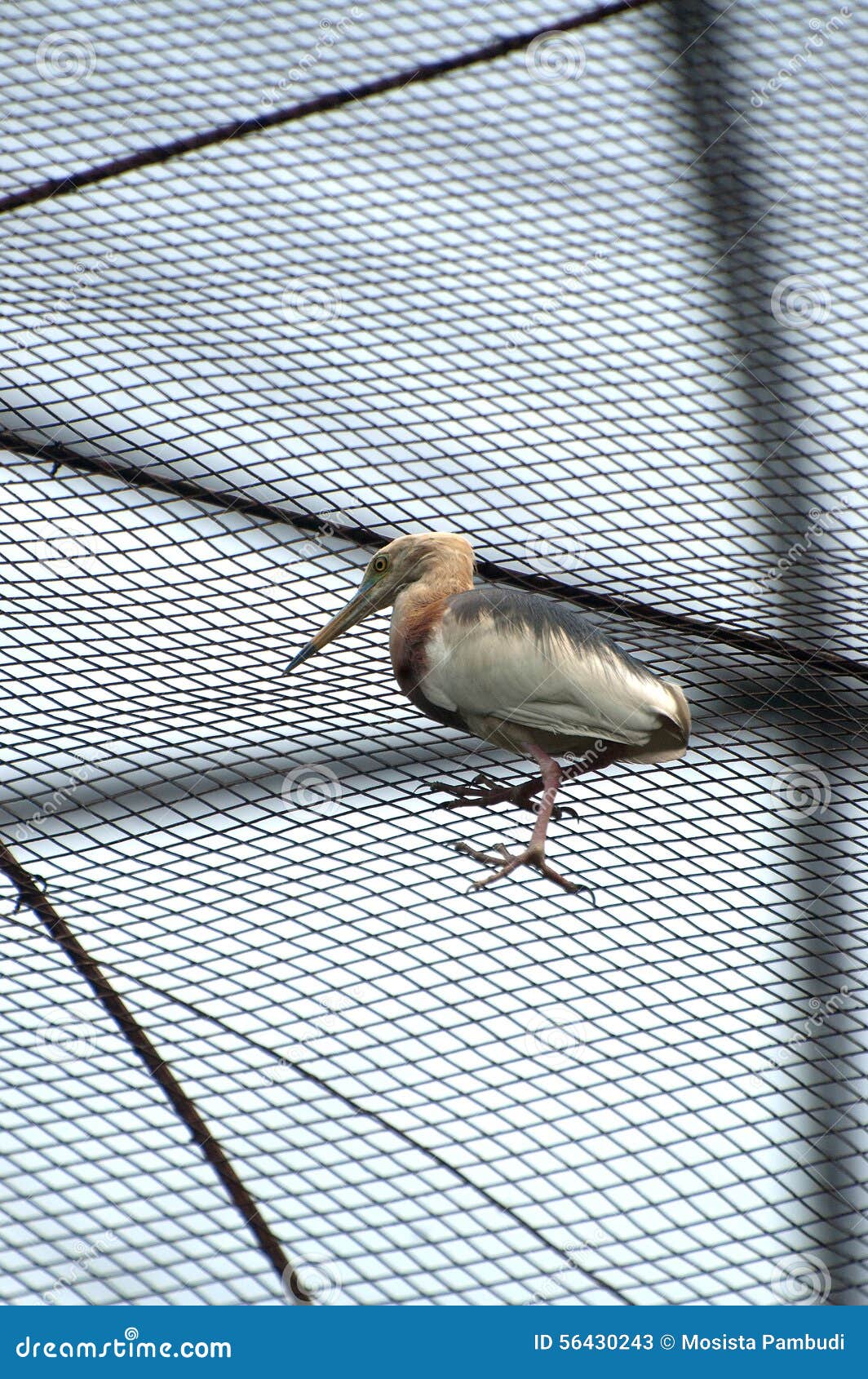 Crane bird stock image. Image of fauna, bird, wild, trapped - 56430243