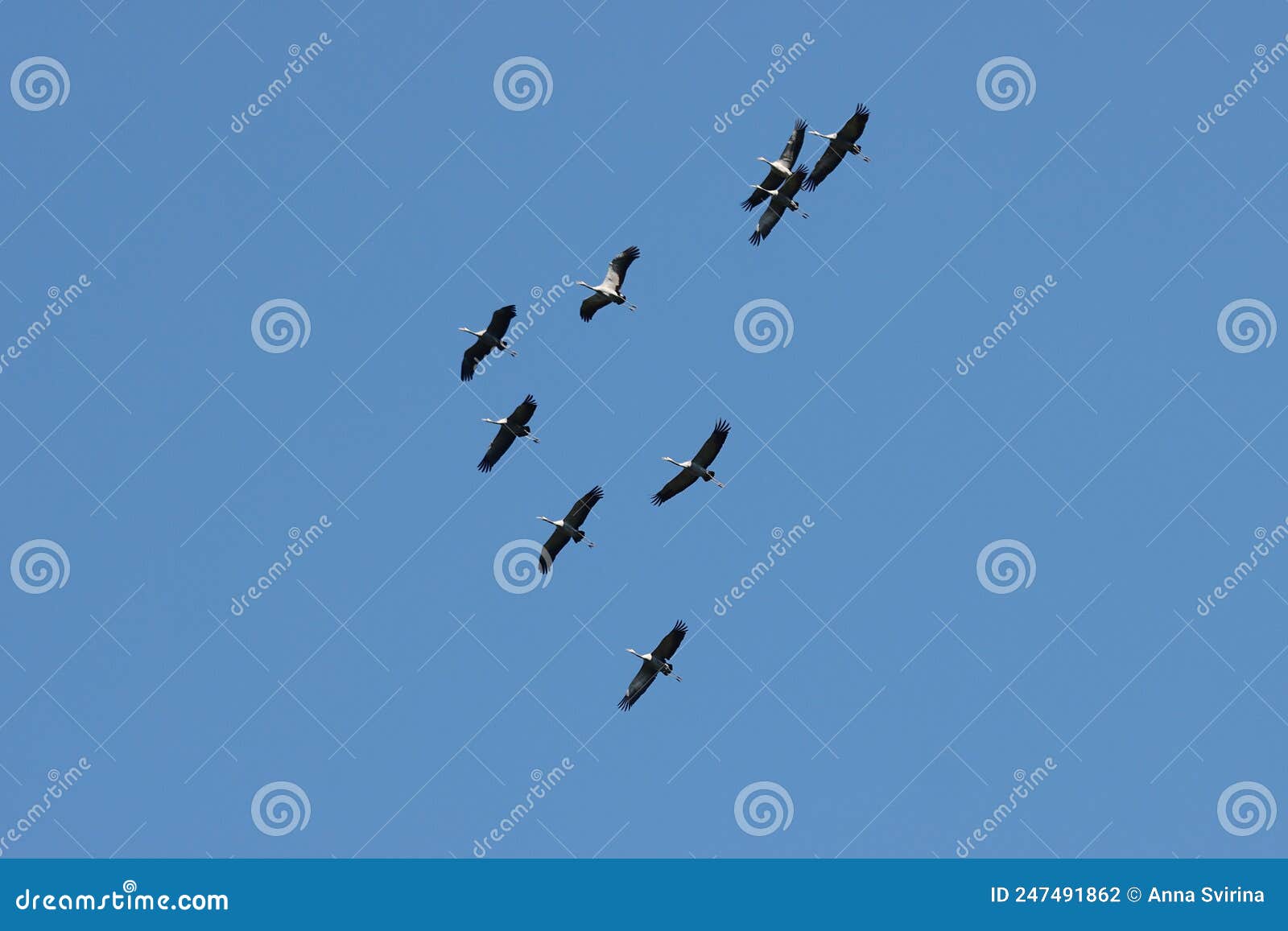 Crane Birds Flying in the Sky Stock Photo - Image of flight, sleeping ...