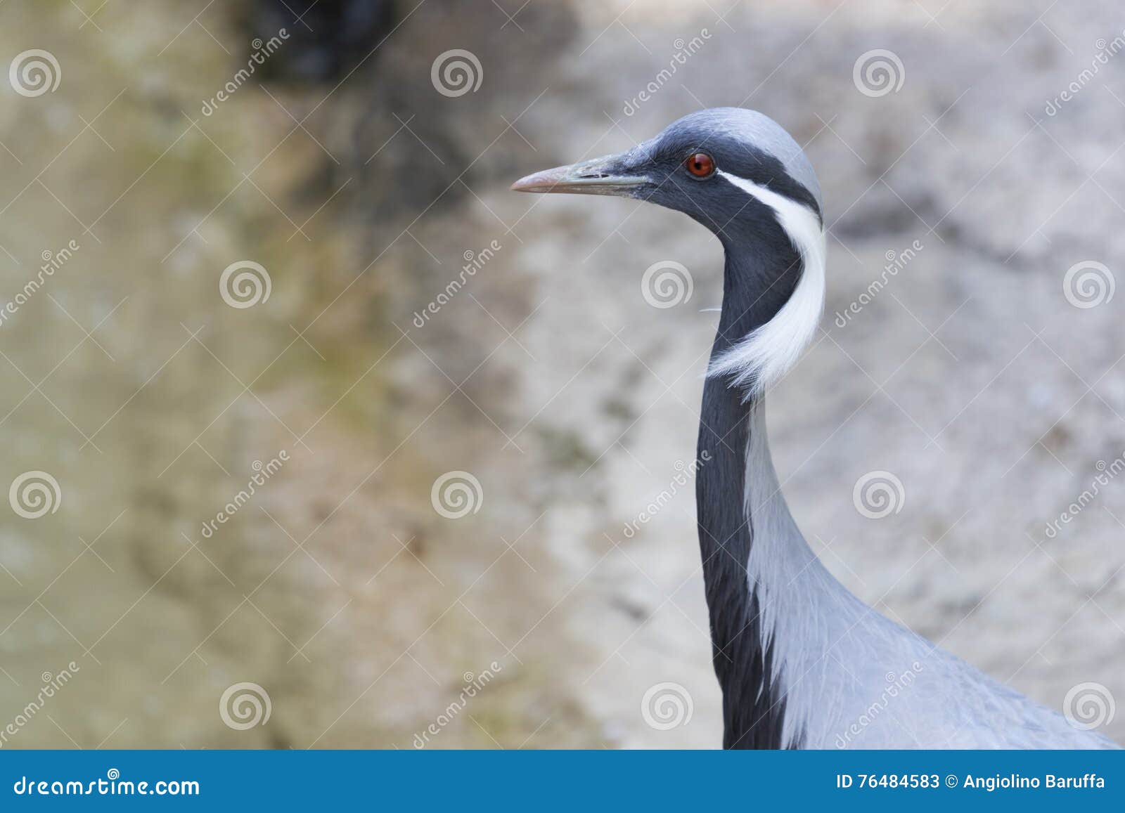 Crane damsel bird stock image. Image of animal, african - 76484583