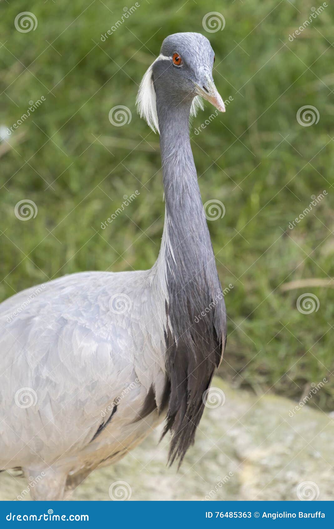 Crane damsel bird stock image. Image of silhouette, animals - 76485363