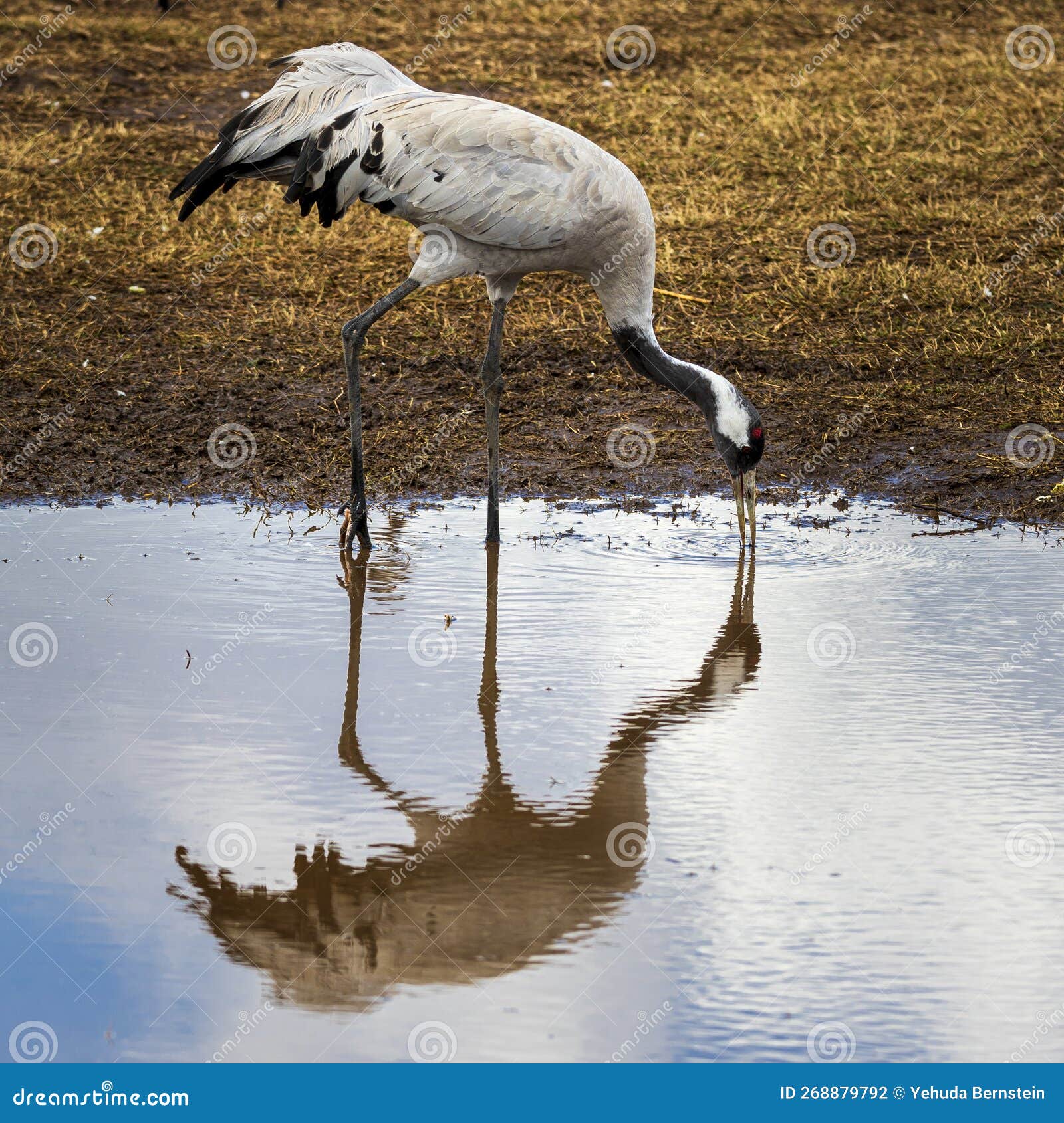 Crane drink water stock photo. Image of water, reflection - 268879792