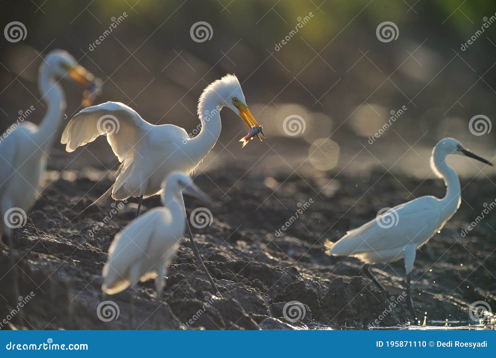 A crane eating fish stock photo. Image of fish, gull - 195871110