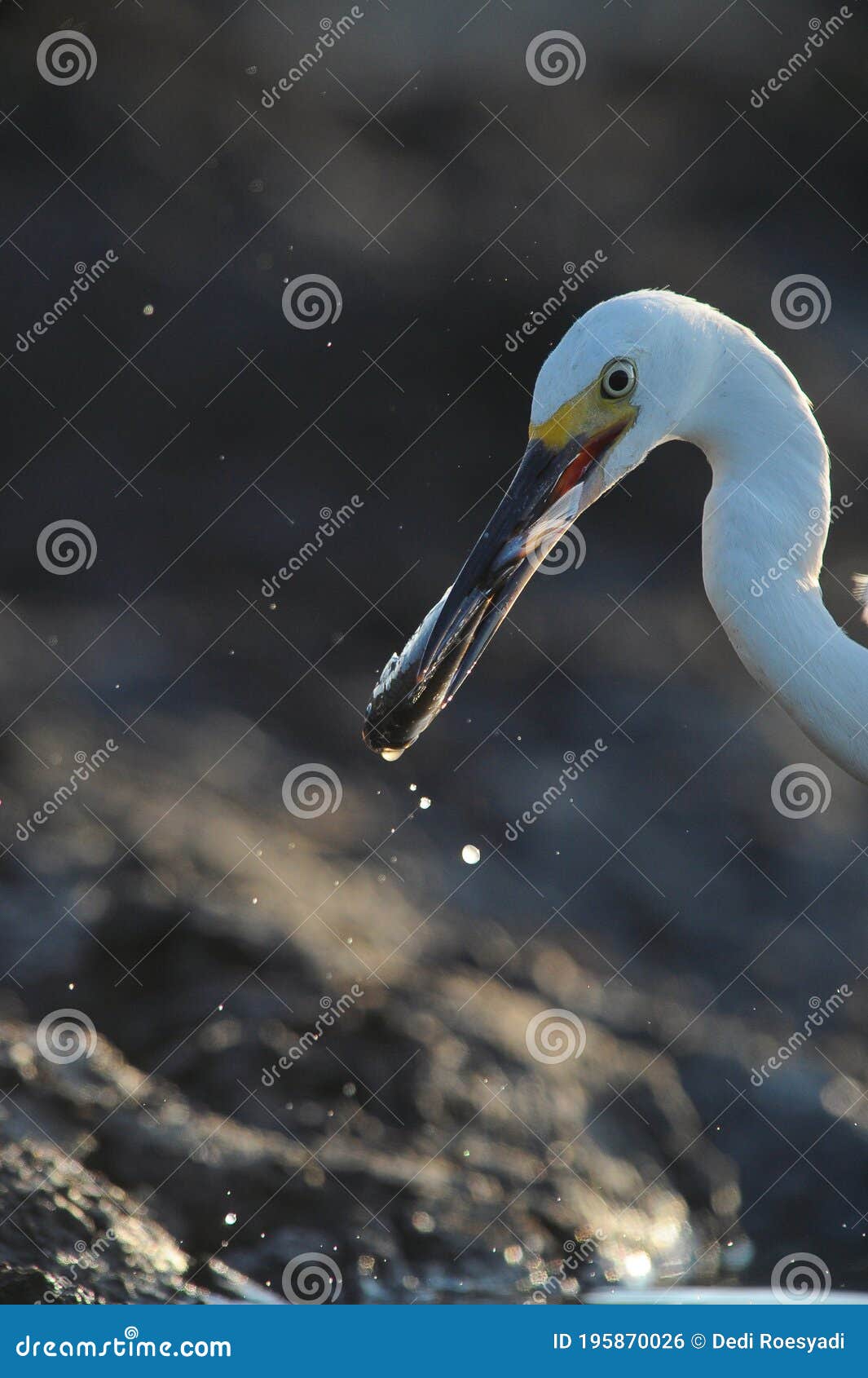 A crane eating fish stock photo. Image of waterfowl - 195870026