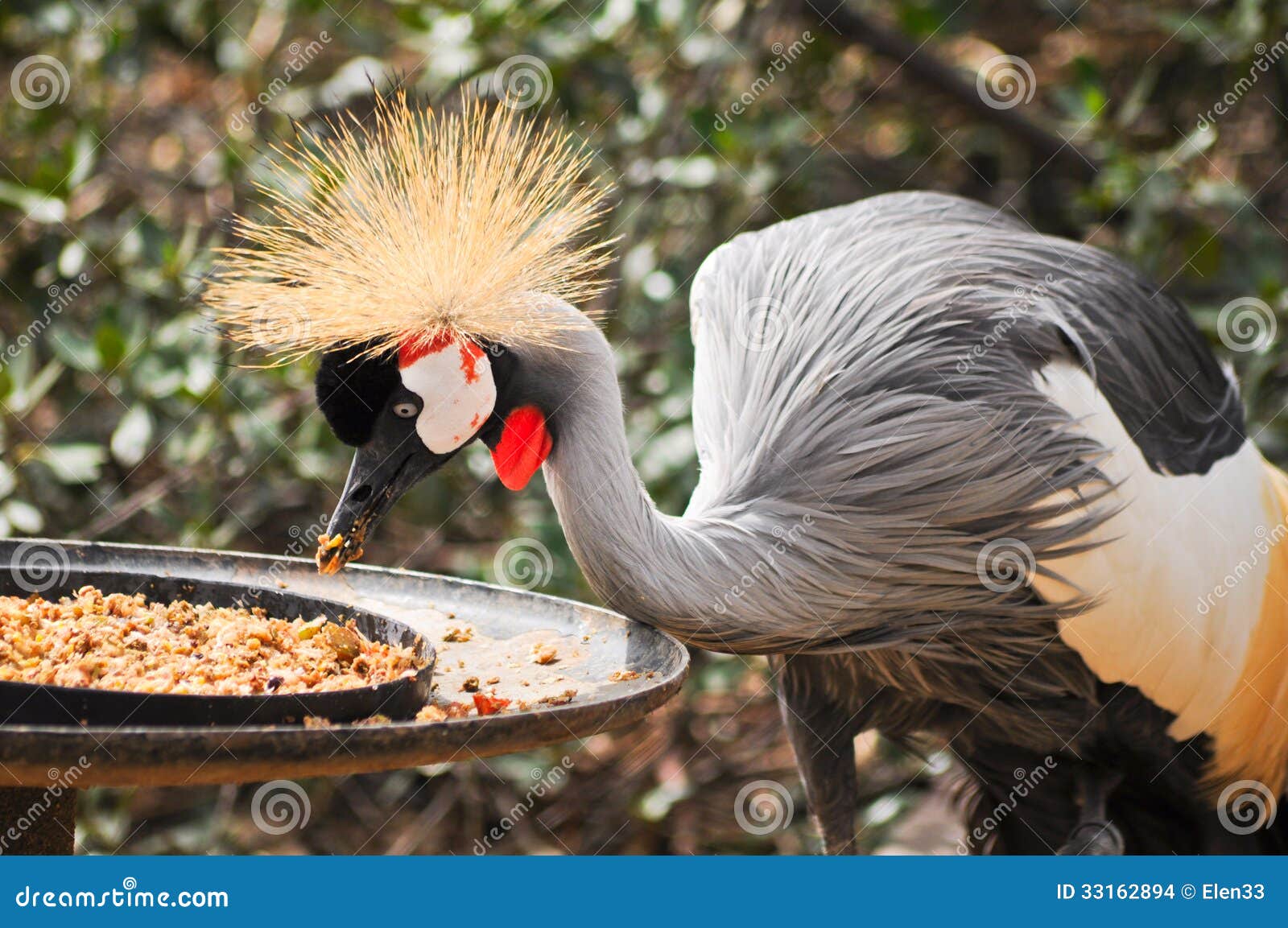 Crane stock photo. Image of beak, south, animal, portrait - 33162894