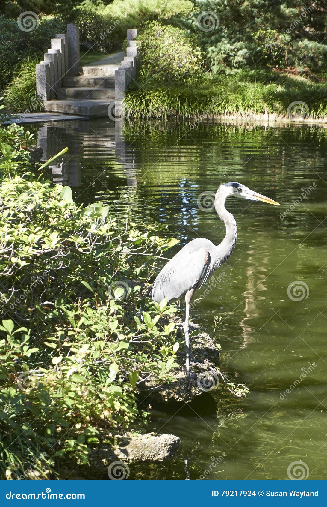 Crane stock photo. Image of bird, wildlife, green, structure - 79217924