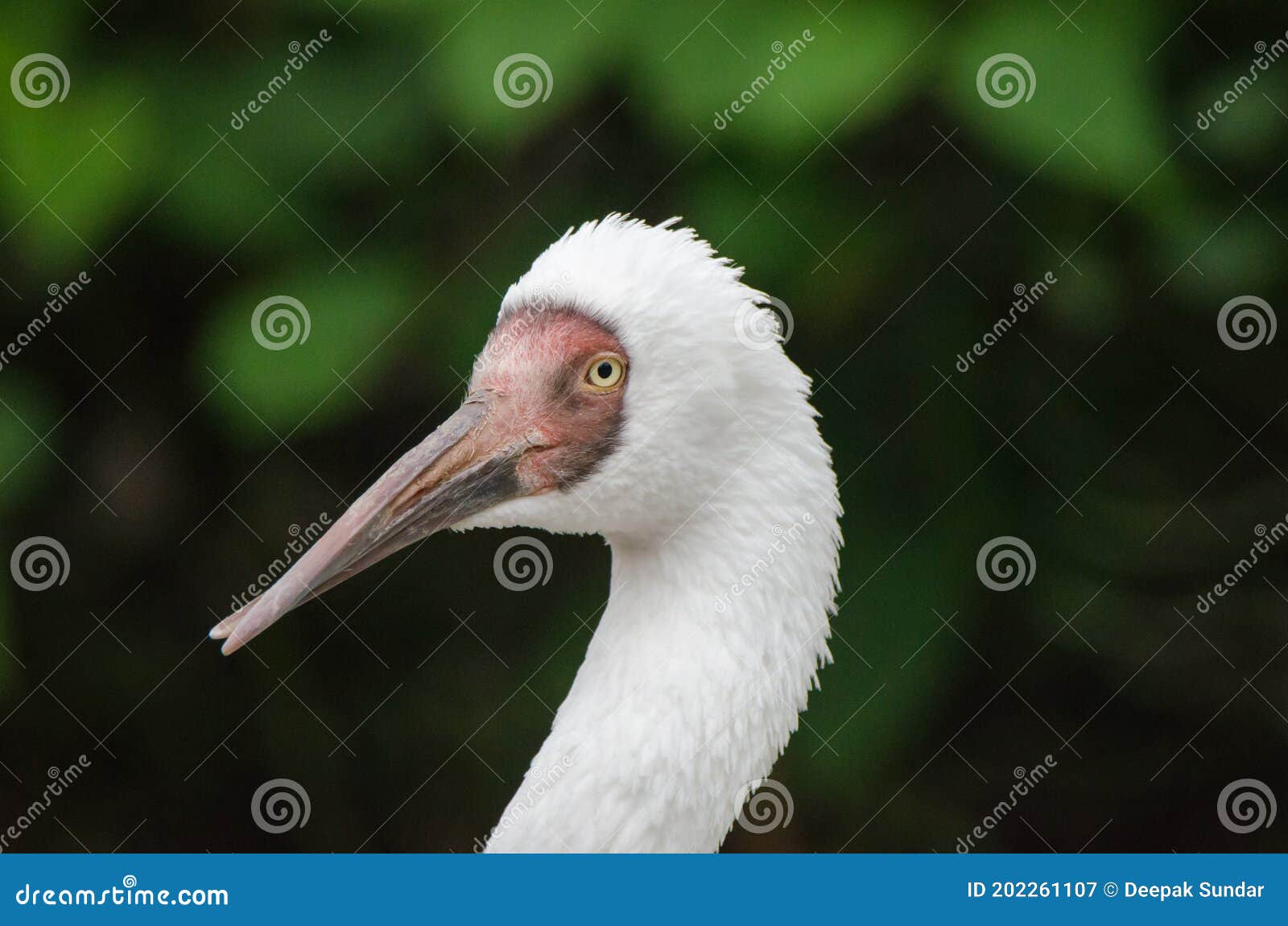 Crane stock image. Image of white, snow, face, eyes - 202261107