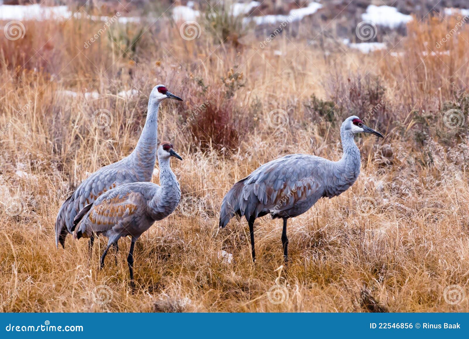 Crane Family stock photo. Image of forage, grus, sandhill - 22546856