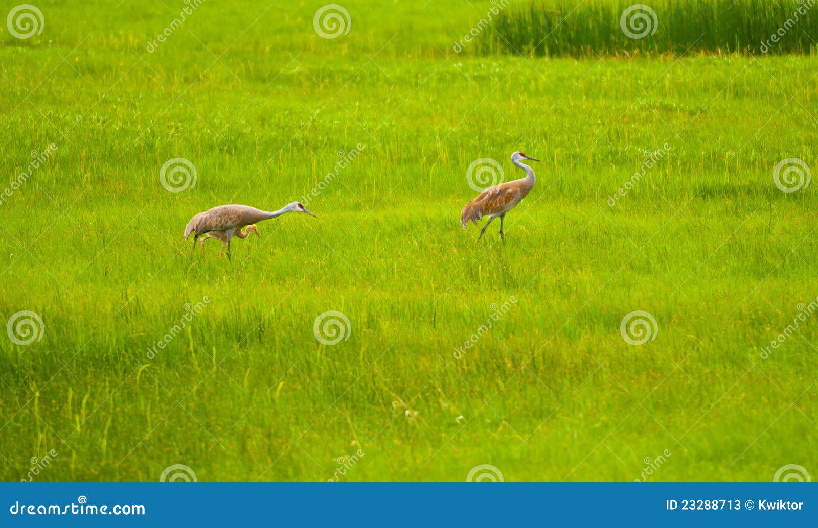 Crane Family stock image. Image of crown, crane, bird - 23288713