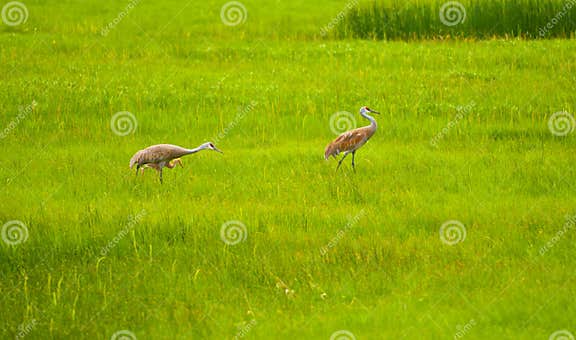Crane Family stock image. Image of crown, crane, bird - 23288713