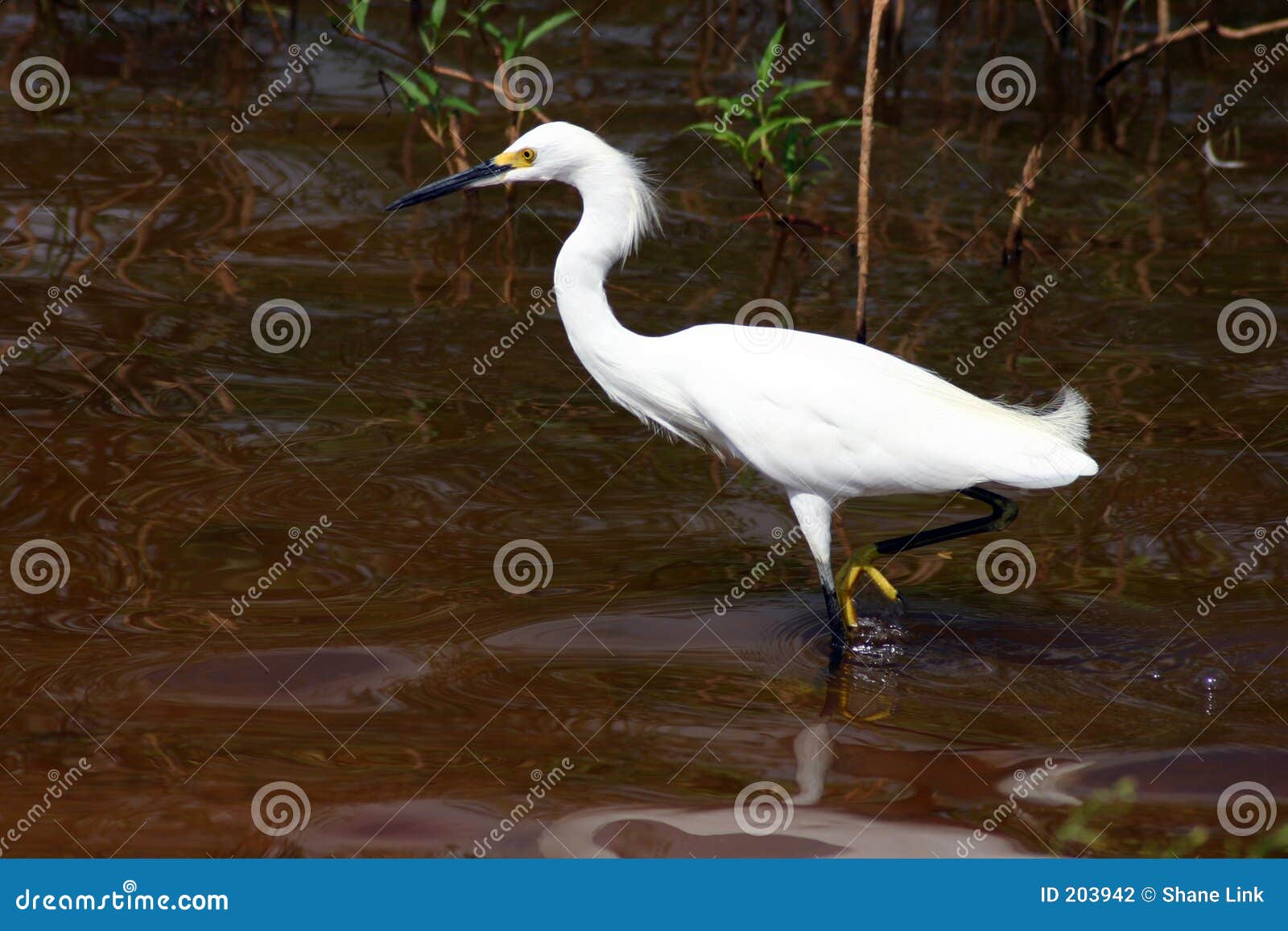 Crane Fishing stock photo. Image of lake, fishing, extinction - 203942