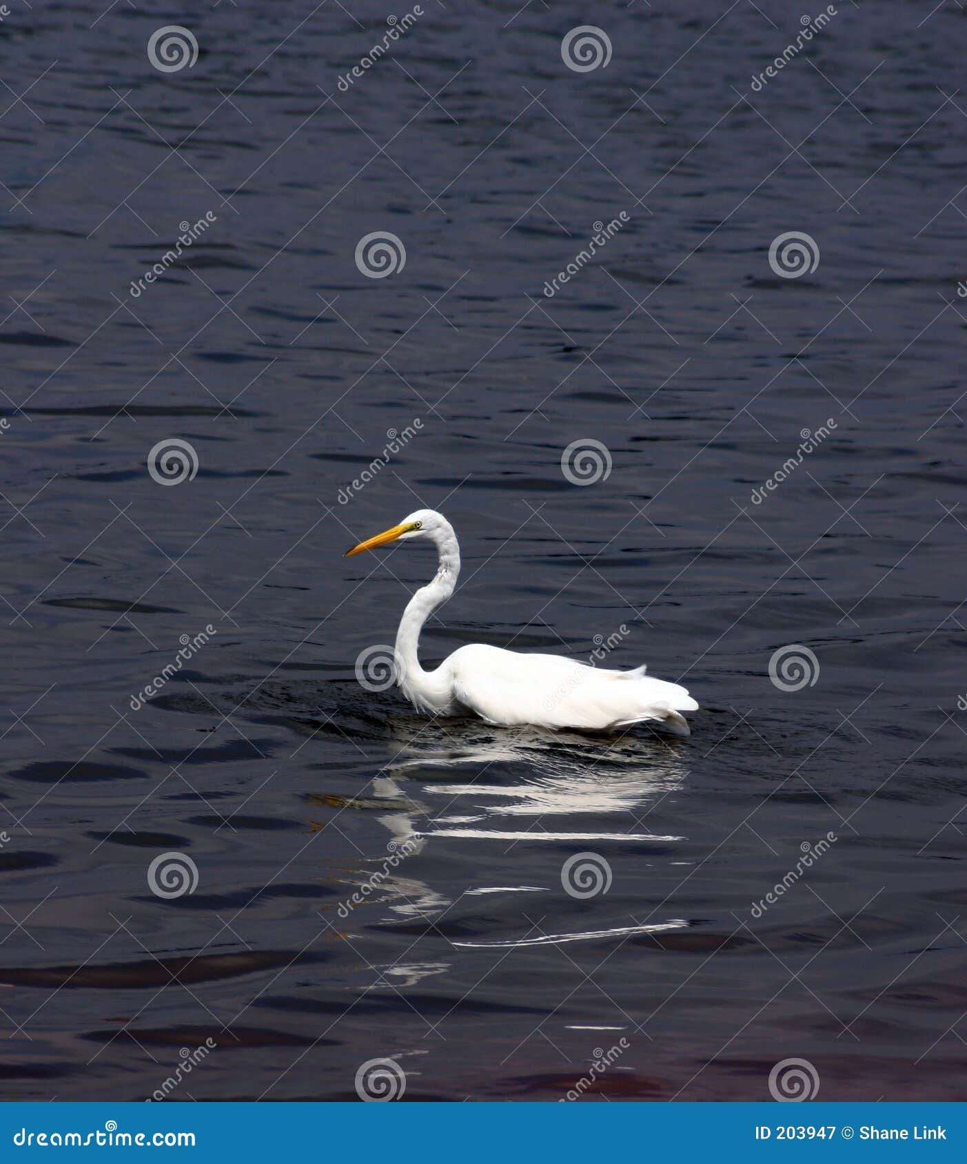 Crane Fishing stock image. Image of dunk, splashing, shore - 203947