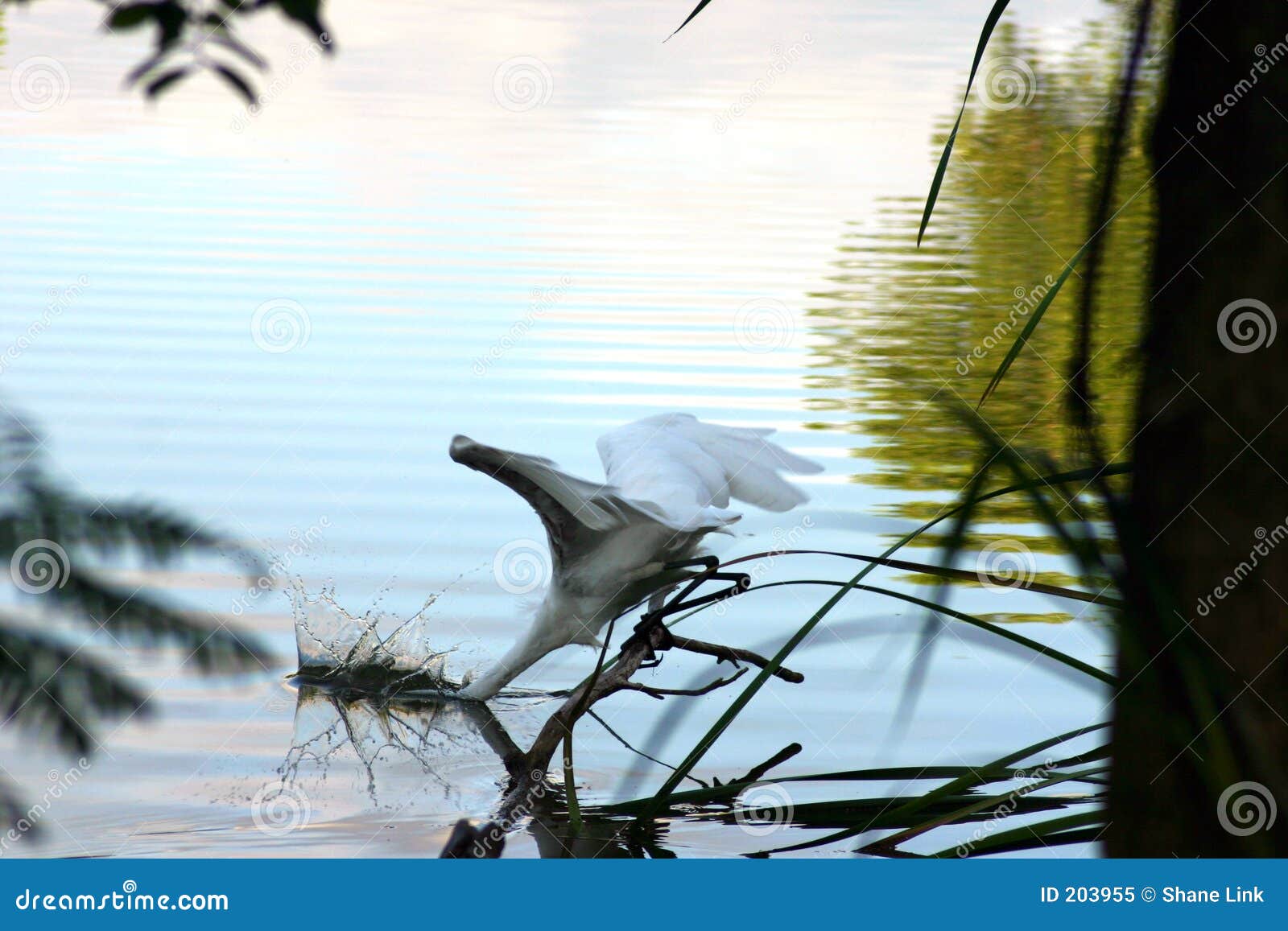 Crane Fishing stock image. Image of splash, species, fishing - 203955