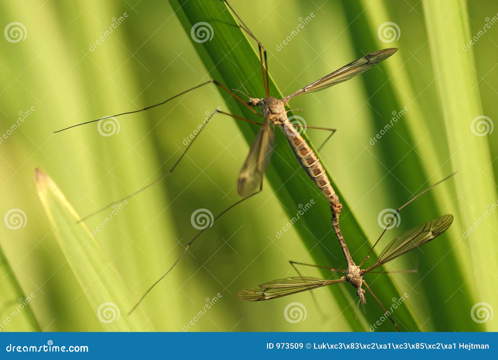 Crane flies stock image. Image of antenna, pair, macro - 973509