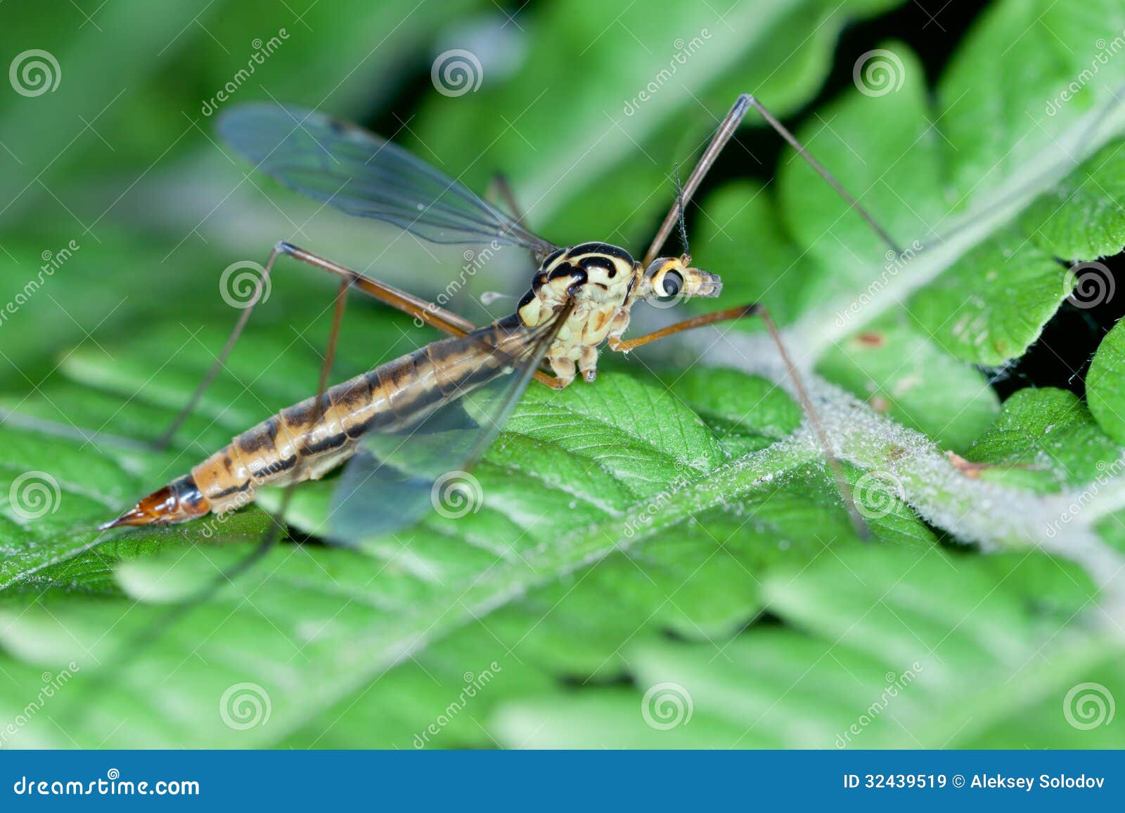 Crane flies stock image. Image of leaf, large, close - 32439519