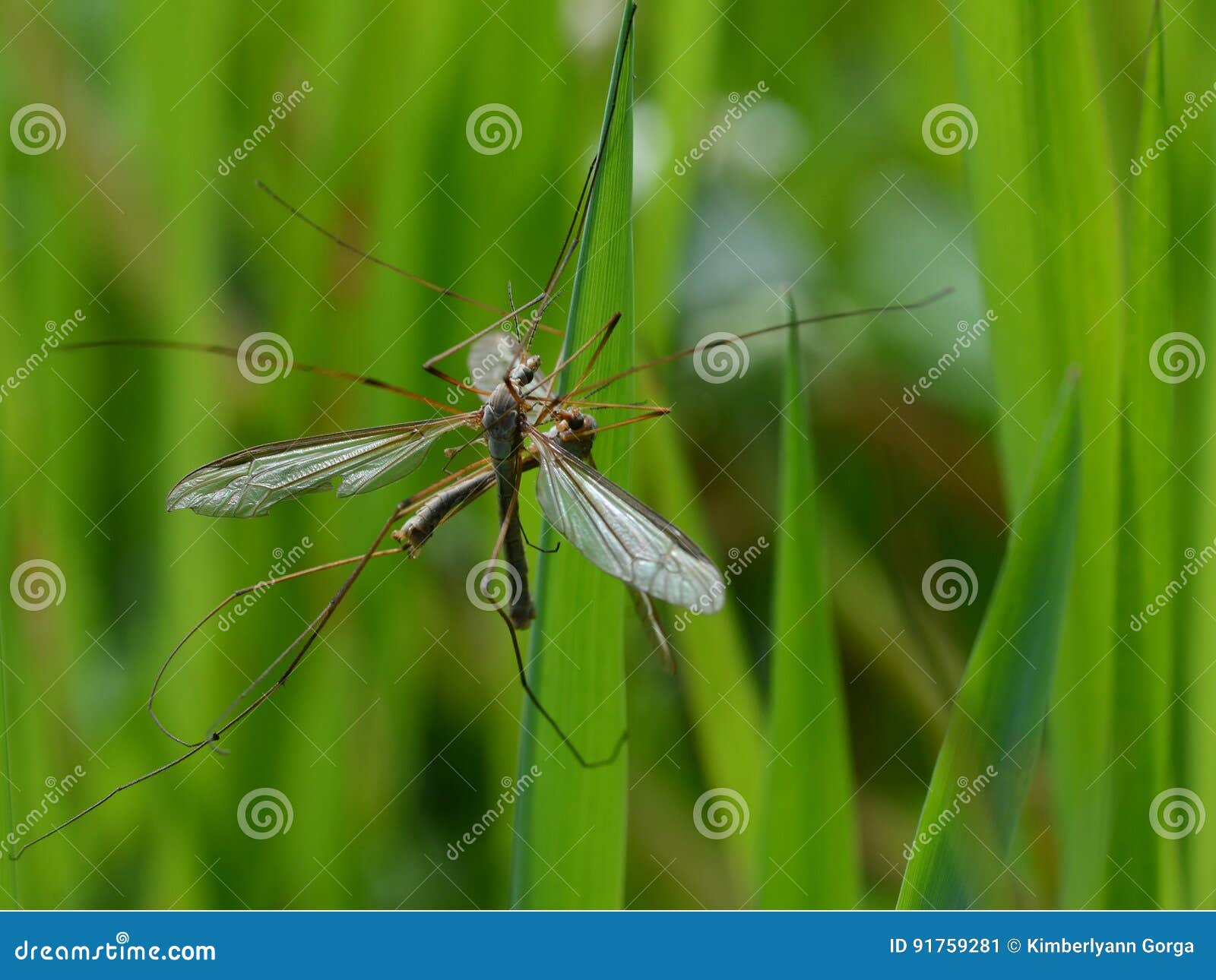 Crane flies mating stock image. Image of crane, flies - 91759281