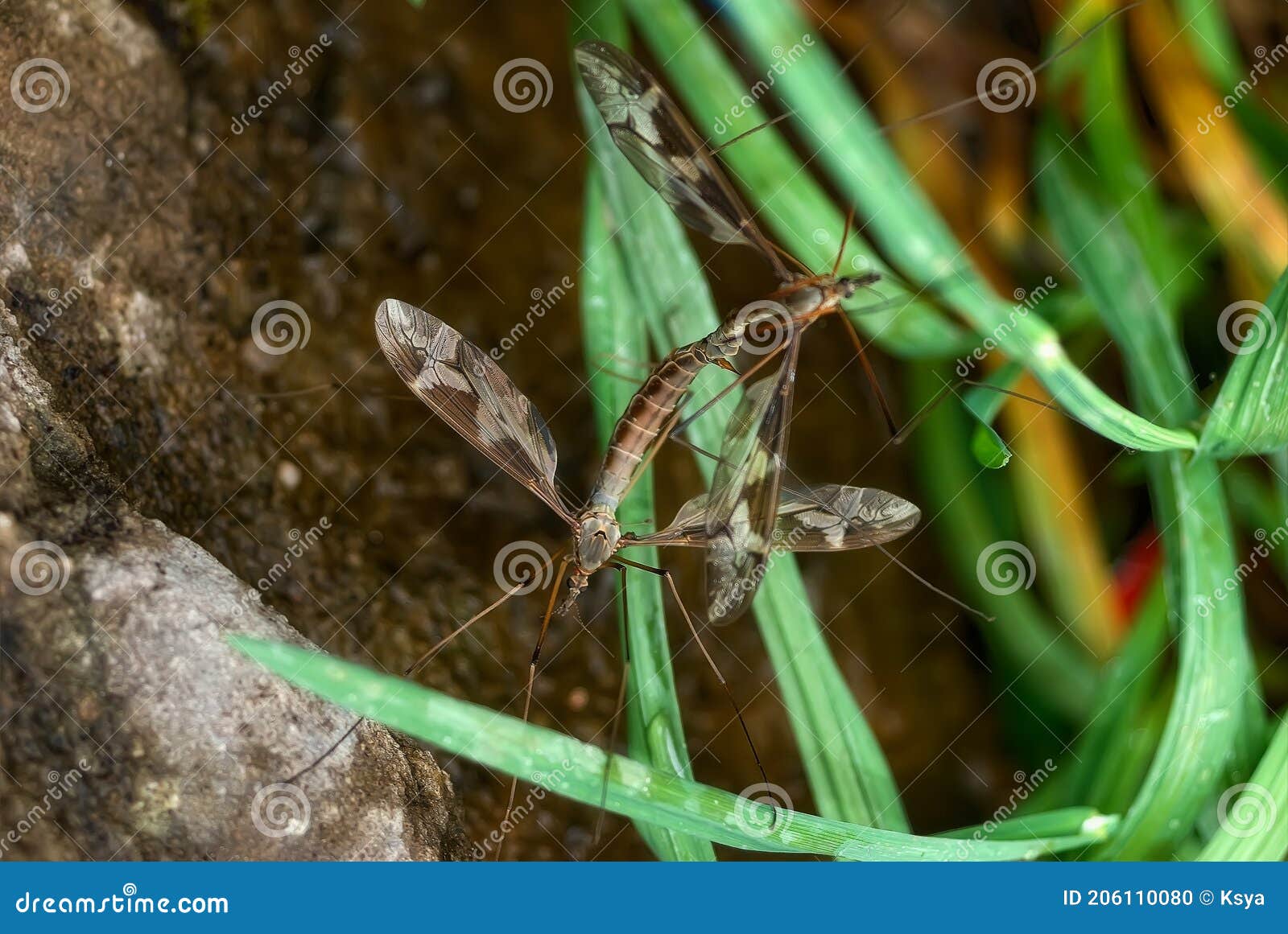 Crane flies mating stock photo. Image of diptera, macro - 206110080