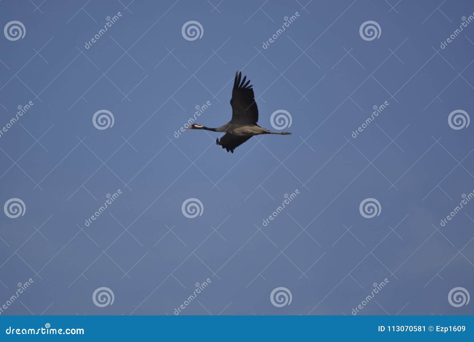 Crane in flight stock image. Image of crane, ornithology - 113070581