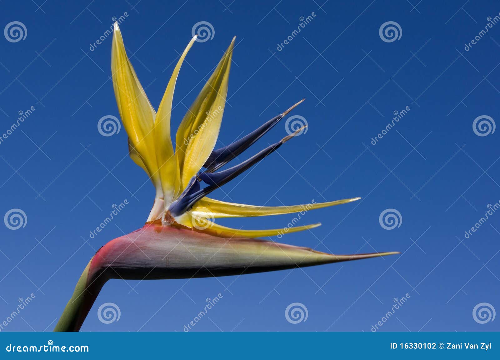 Crane Flower Plant Stock Photography | CartoonDealer.com #101273534