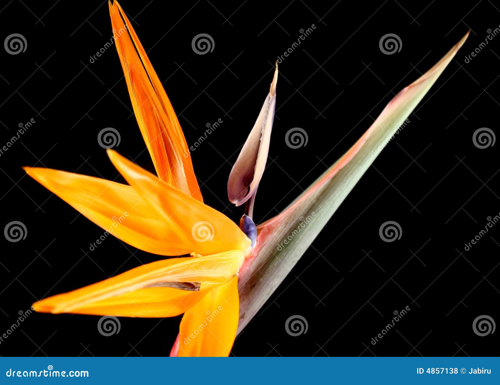 Crane Flower stock photo. Image of growing, colored, paradise - 4857138
