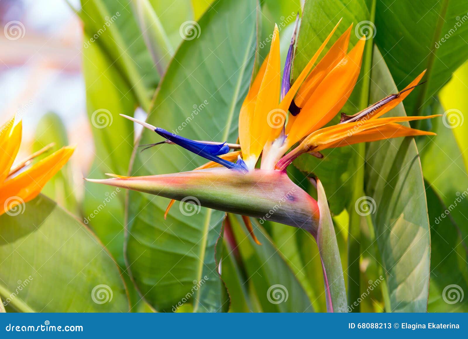 Crane Flower, Bird Of Paradise, Strelitzia Reginae Royalty-Free Stock ...