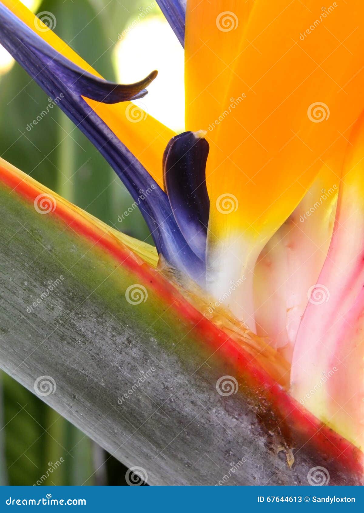Crane Flower stock image. Image of plant, africa, strelitzia - 67644613