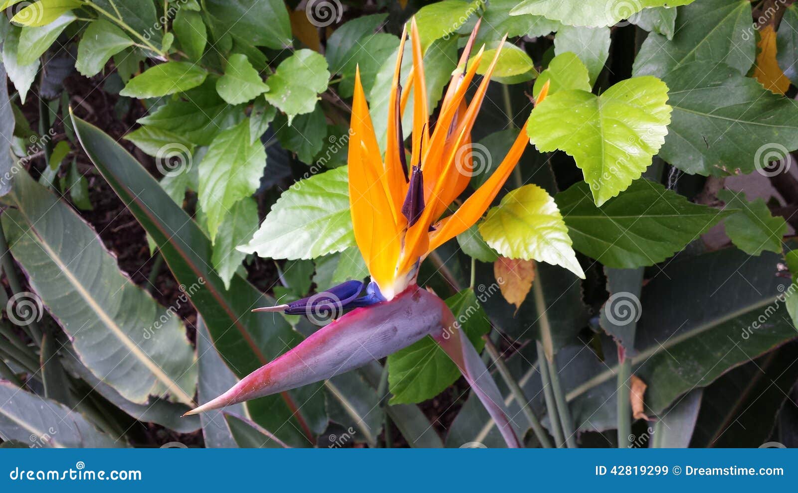 Crane Flower Stock Image | CartoonDealer.com #67644613