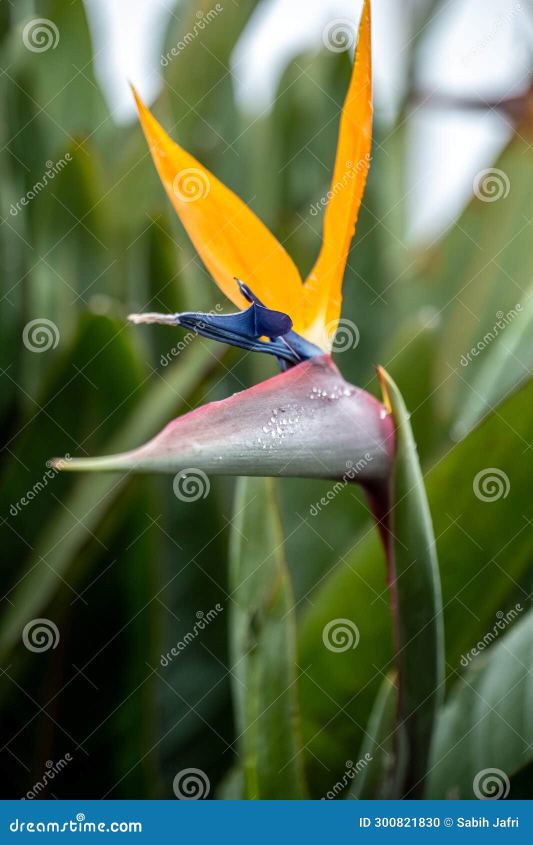 Crane Flower Plant in Australia Stock Photo - Image of detail, plant ...