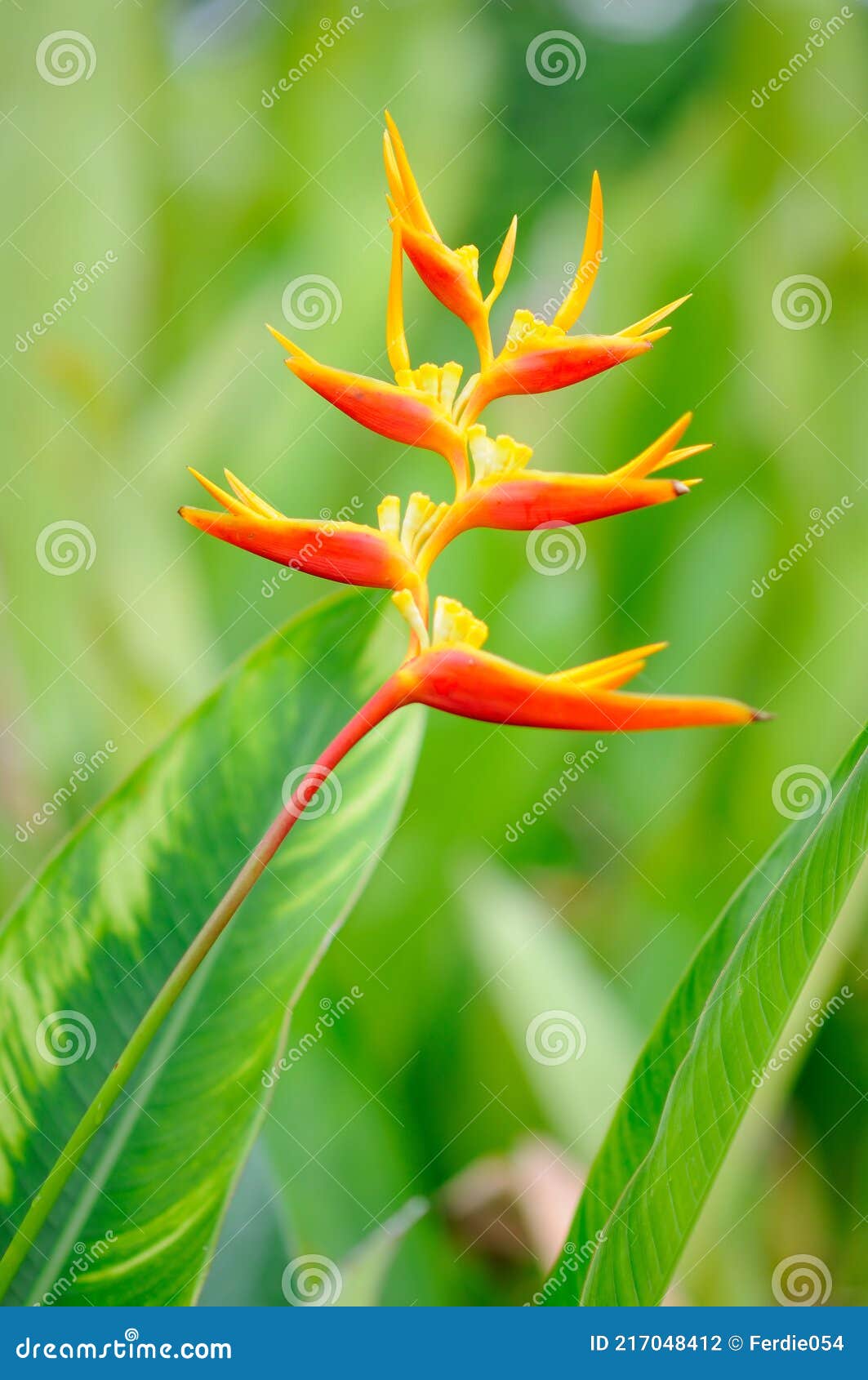 A Crane Flower stock photo. Image of crane, garden, flora - 217048412