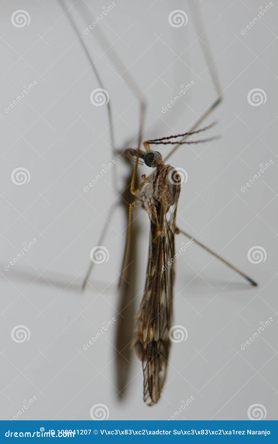 Crane Fly imagen de archivo. Imagen de color, diversidad - 108941207