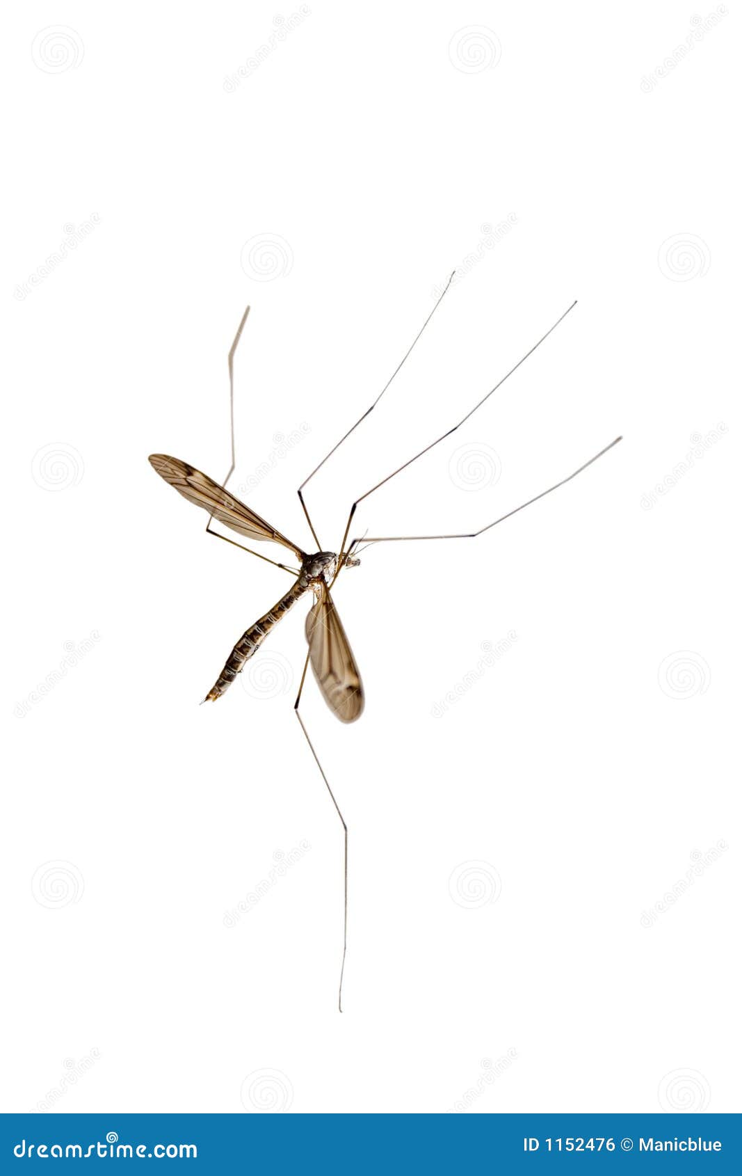 Crane fly stock photo. Image of clipping, fragile, long - 1152476