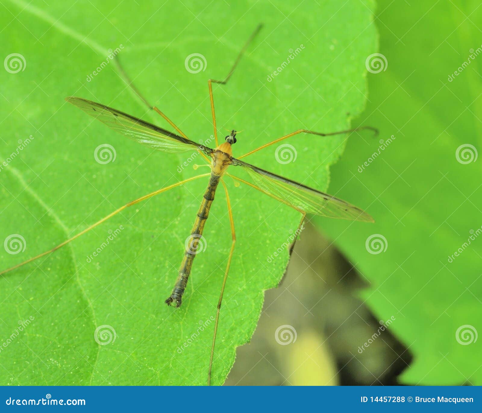 Crane Fly stock photo. Image of pest, insect, macro, nature - 14457288