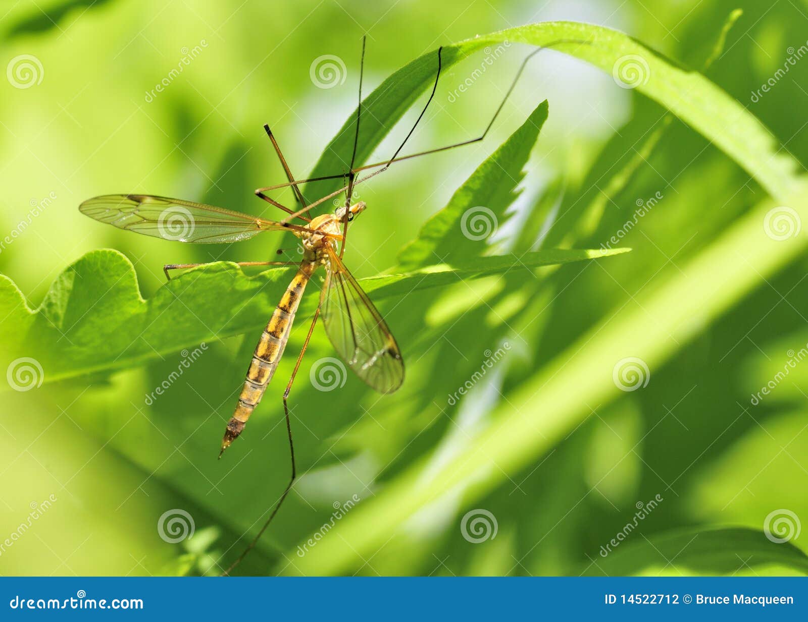 Crane Fly stock photo. Image of close, outdoors, pest - 14522712