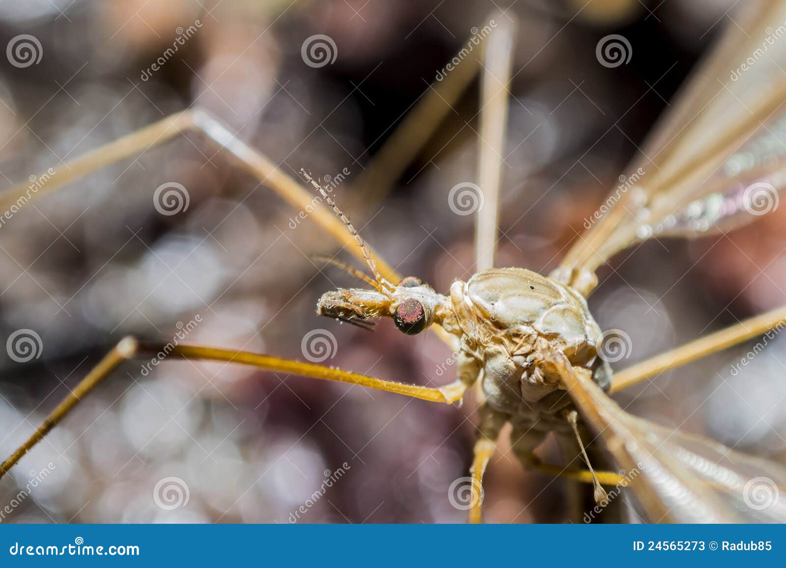 Crane Fly stock image. Image of encephalitis, biting - 24565273