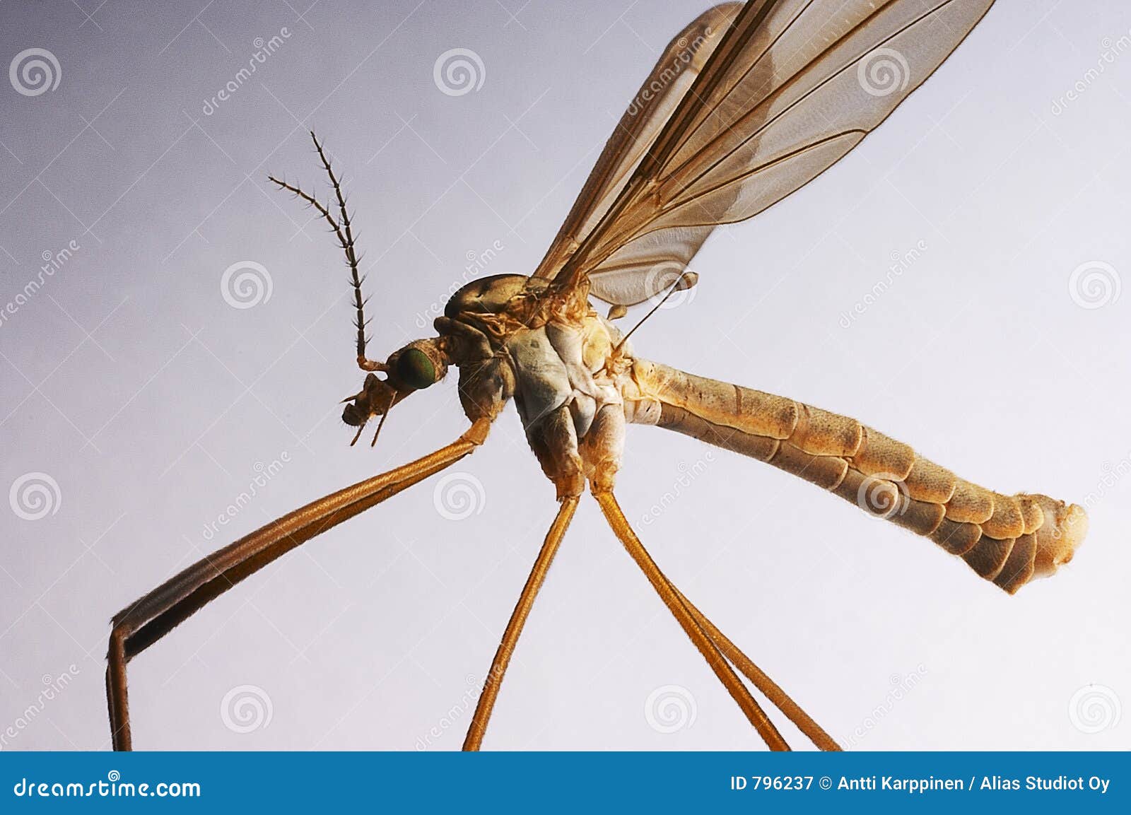 Crane fly stock image. Image of close, mosquito, closeup - 796237