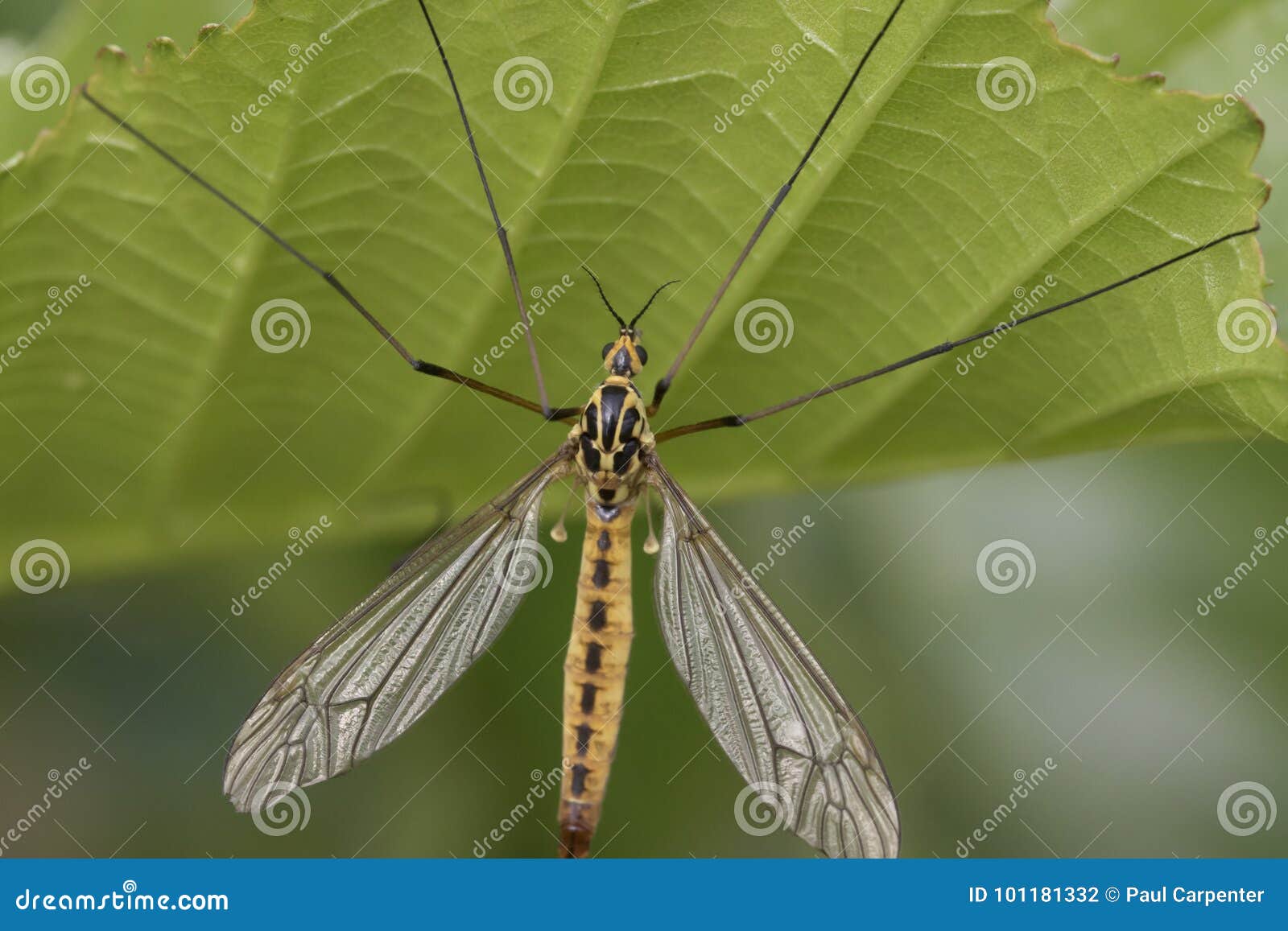 Crane fly close up stock photo. Image of common, autumn - 101181332