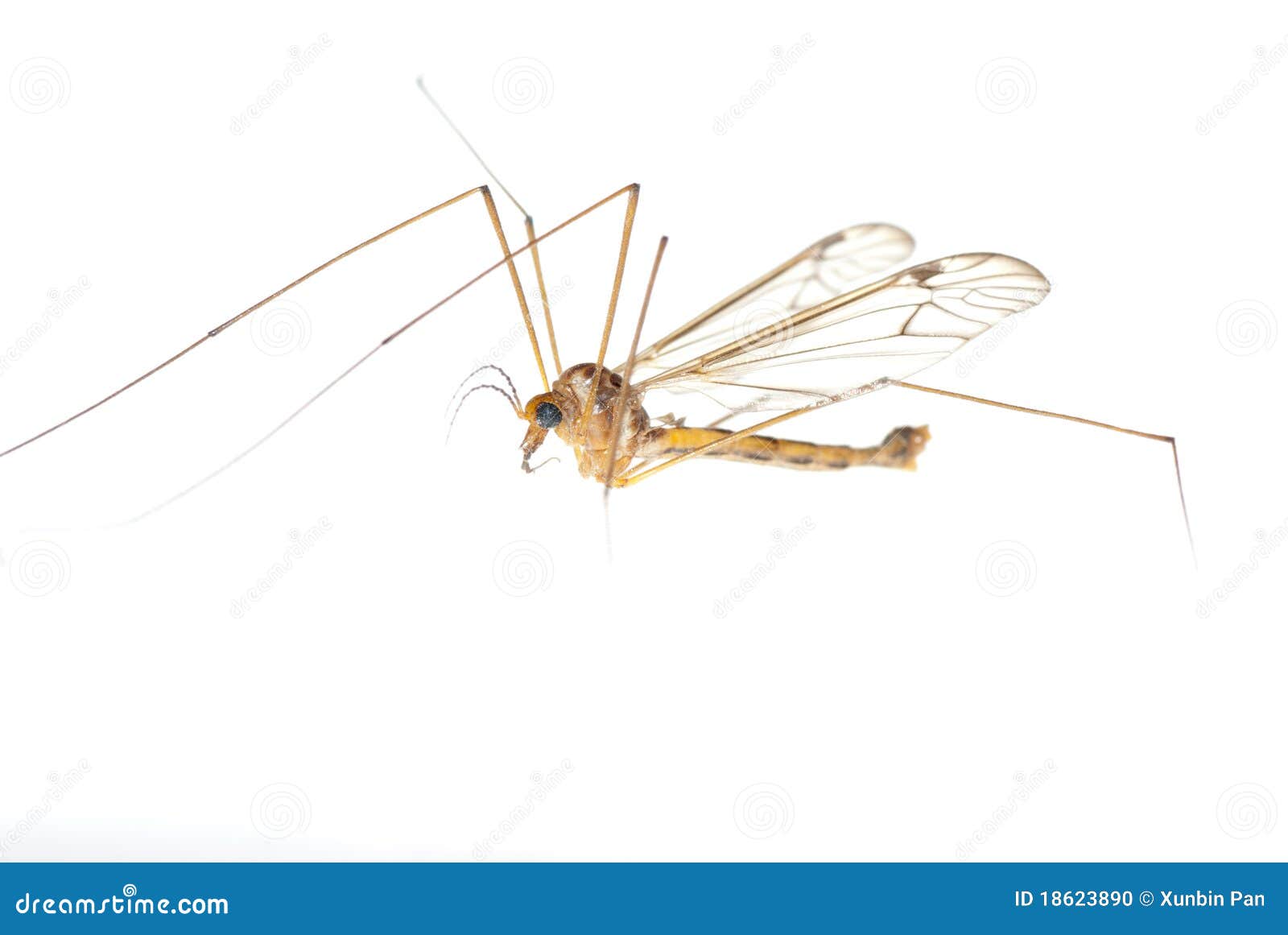 A Crane Fly, Daddy Long-legs, Lurking In The Grass Royalty-Free Stock ...