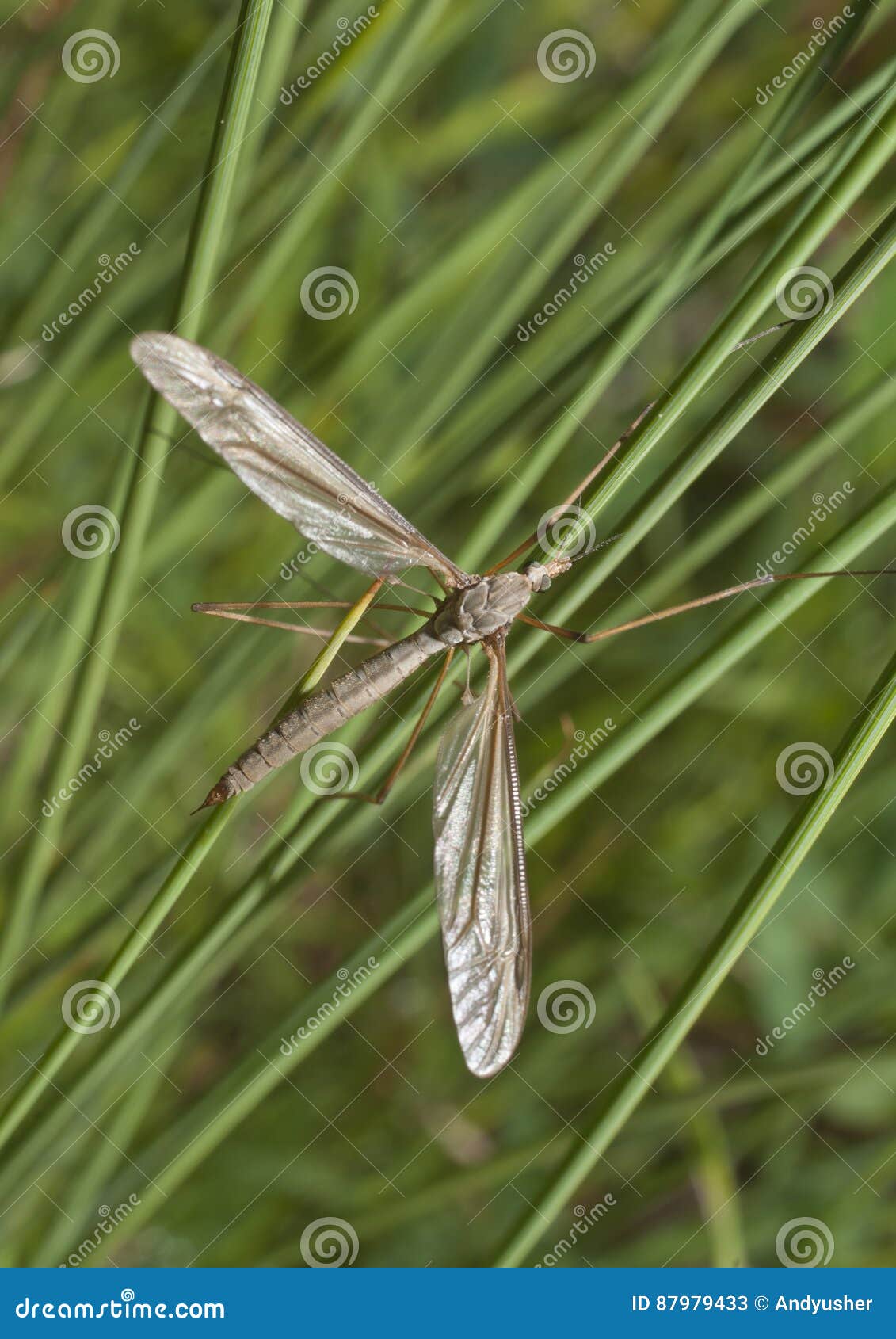A Crane Fly stock image. Image of frightened, dark, deadly - 87979433