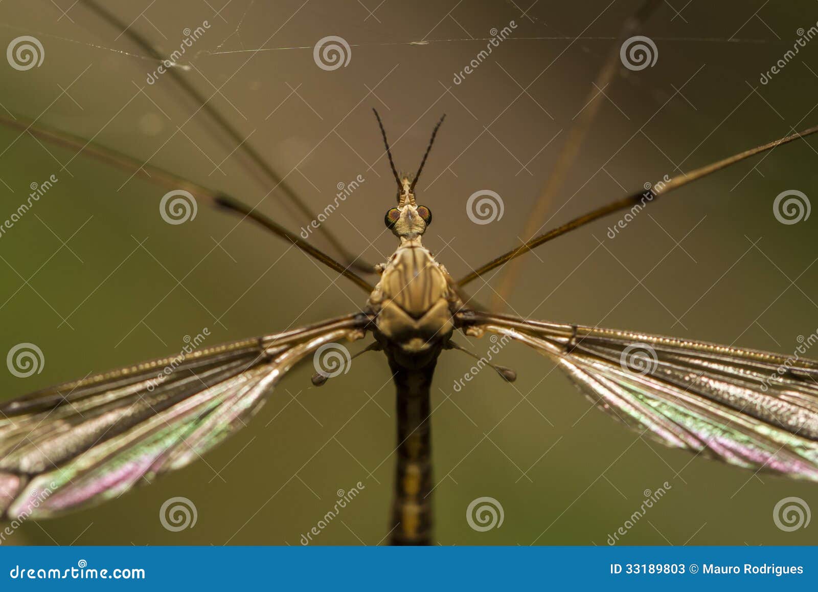 Crane fly insect stock image. Image of spring, tipulidae - 33189803