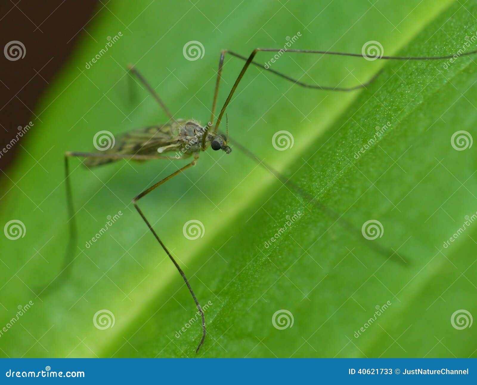 Crane Fly on Leaf stock image. Image of closeup, crane - 40621733