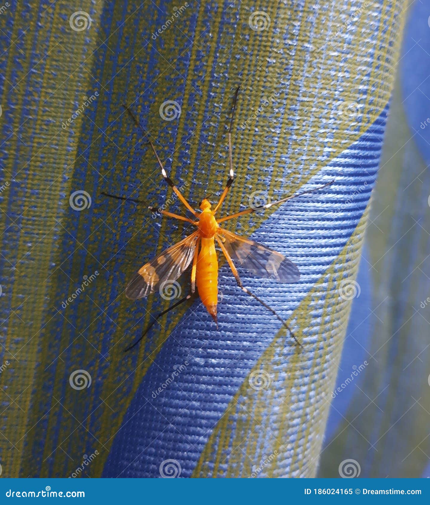 A wasp like crane fly stock image. Image of cranefly - 186024165
