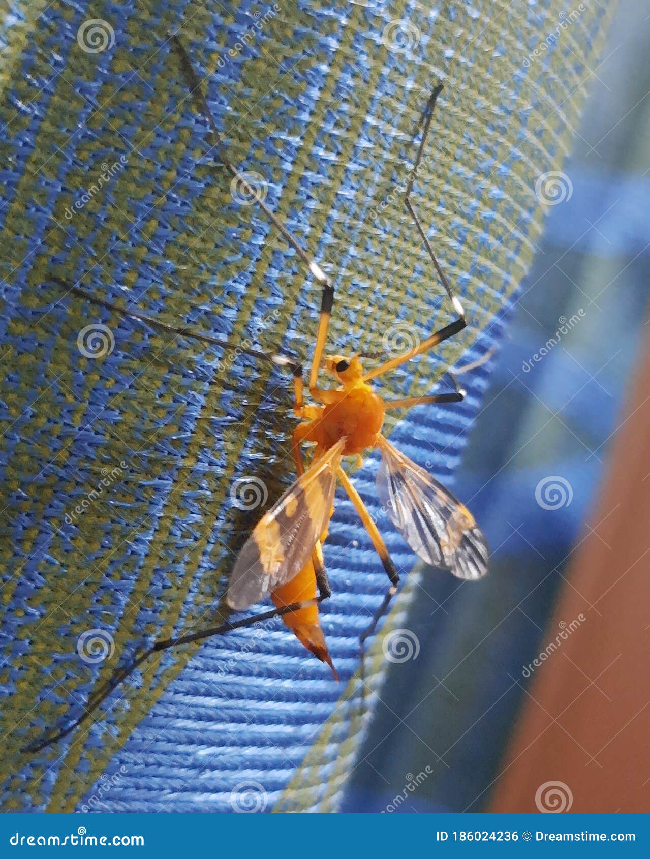 A Orange Wasp Like Crane Fly Stock Photo - Image of looks, aorange ...