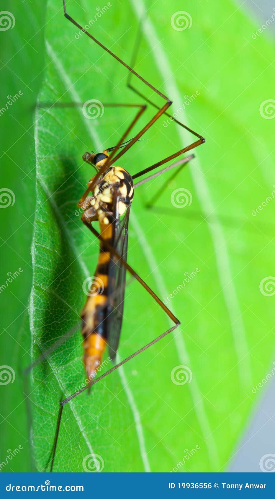 Crane Fly Macro stock photo. Image of antennae, adaptation - 19936556