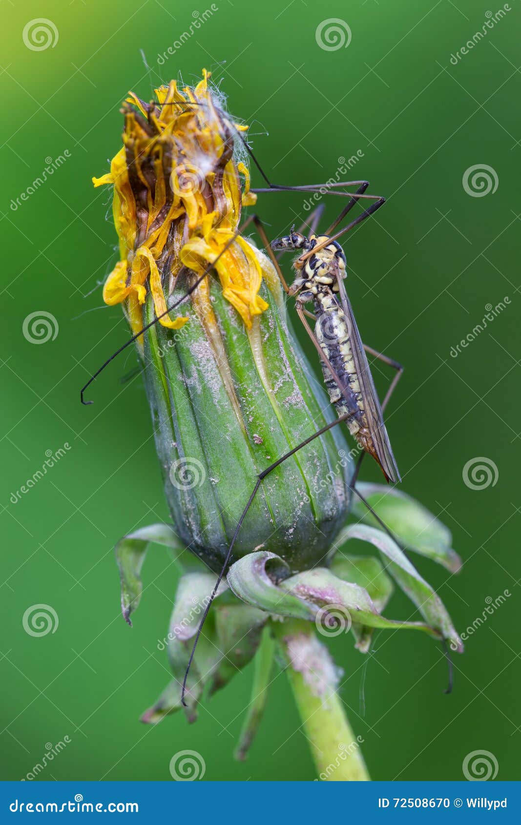 Crane fly stock photo. Image of dandelio, tipuloidea - 72508670