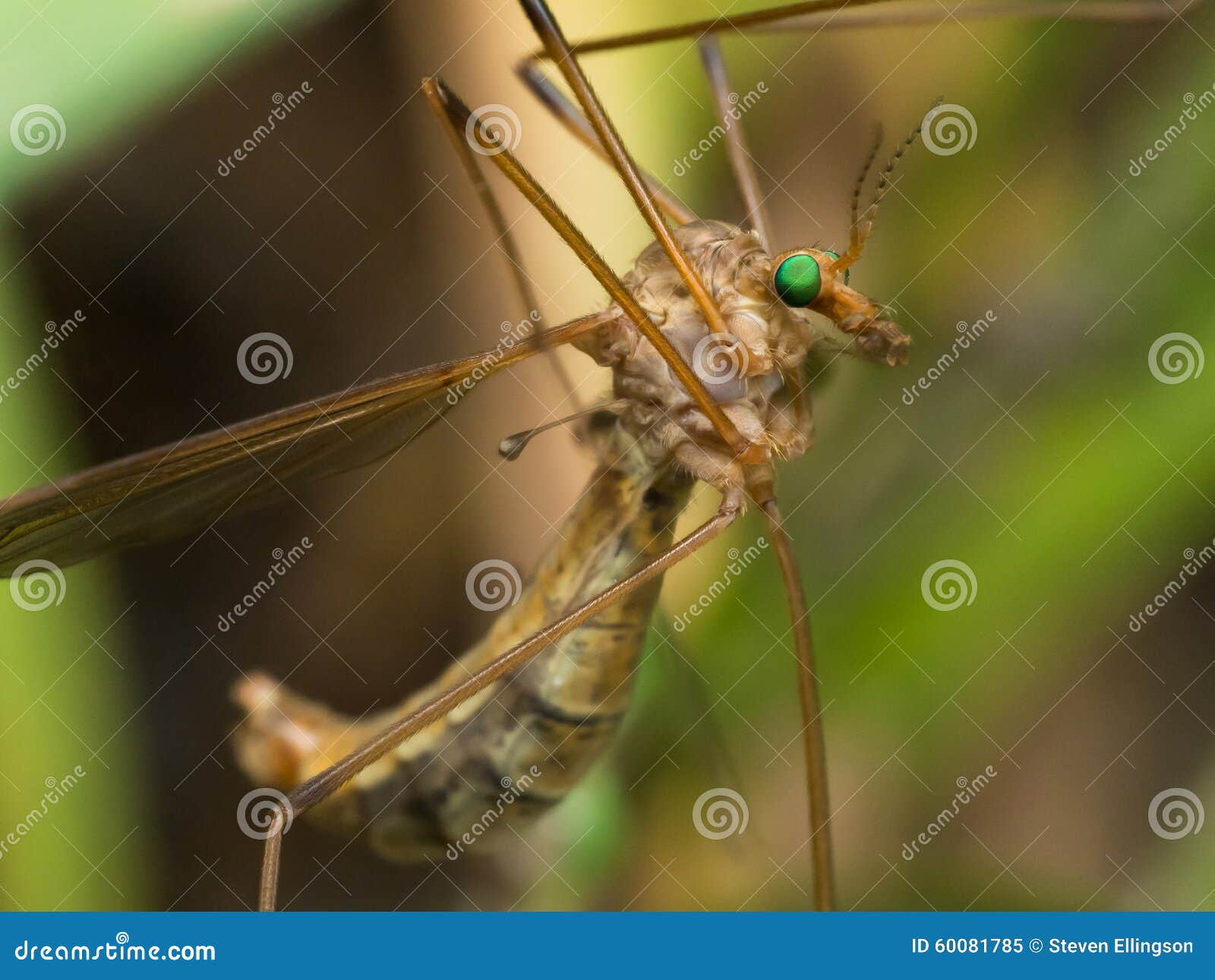 Crane Fly (Mosquito Hawk) with Bright Green Eyes Stock Image - Image of ...