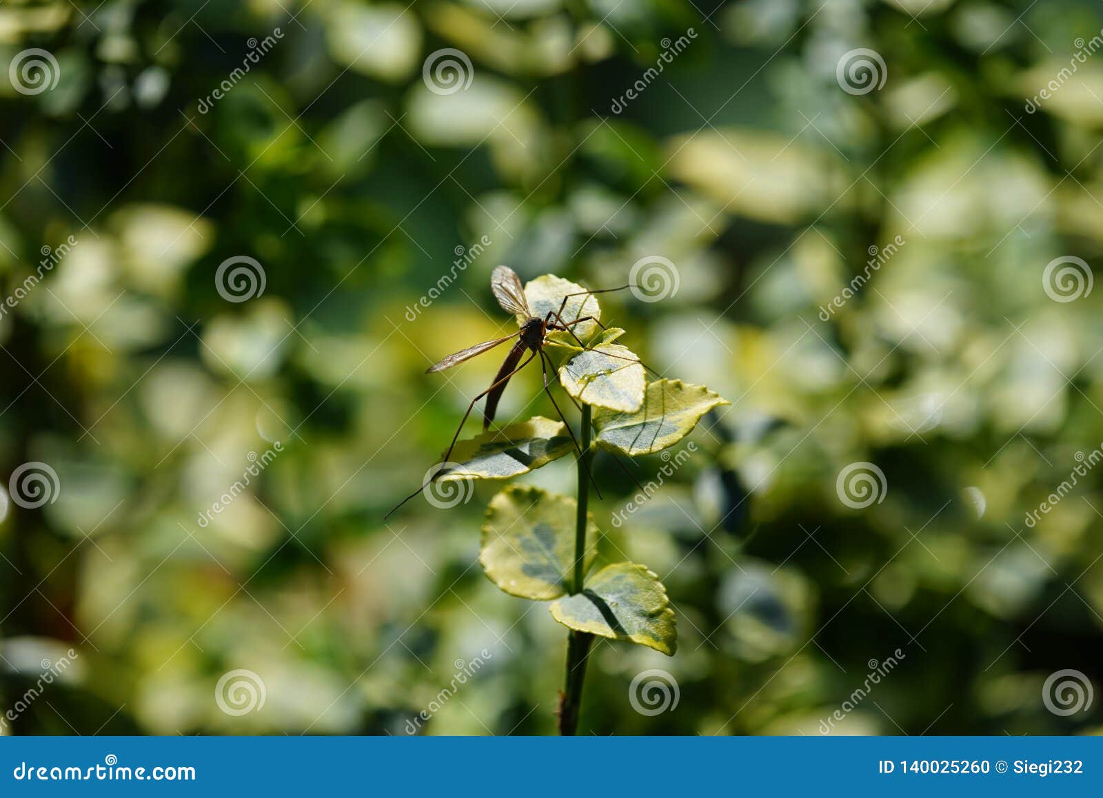 Crane fly stock photo. Image of macro, gnats, fungicide - 140025260